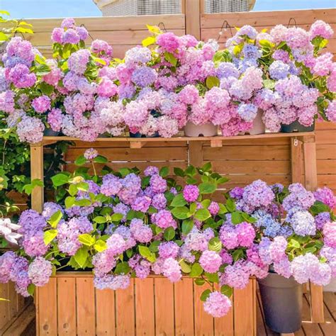 60 Pcs Hydrangea Seeds For Planting Mixed Color
