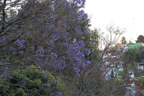 Comienza La Temporada De Jacarandas En Tlaxcala E Tlaxcala Mx