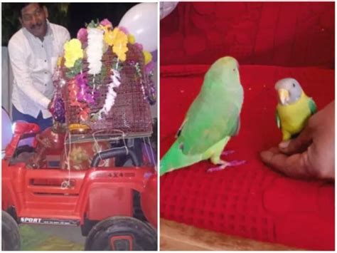 Madhya Pradesh Viral News Parrot Mayna Marriage News Getting Viral On