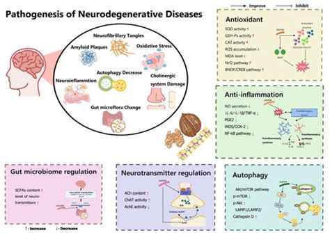 Nutrients Free Full Text Isolation Identification Activity