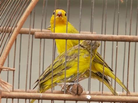 G1 Homem é multado em R 15 mil por manter 31 aves silvestres em
