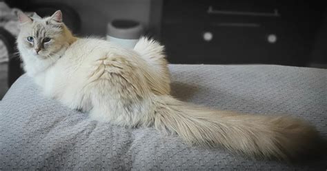 Gallery Lazuli Siberian Cattery