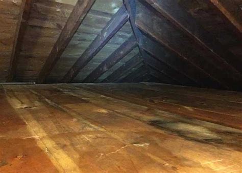 Raccoon Feces Cleanup By Toledo Raccoon Removal Of Ohio Rated 1