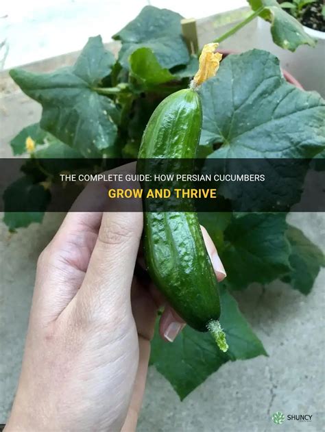 The Complete Guide How Persian Cucumbers Grow And Thrive Shuncy