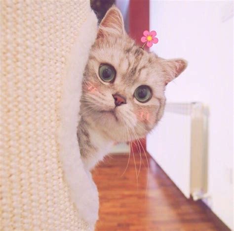 ถ้ามีแมวจะตั้งชื่อว่า แซลม่อน Kittens Cutest Cats And Kittens Funny