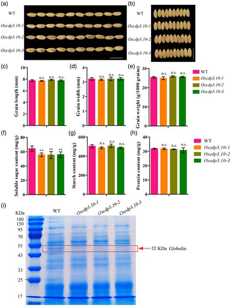Grain Traits In The Nipponbare Wild‐type Wt And Oscdp310 Mutants