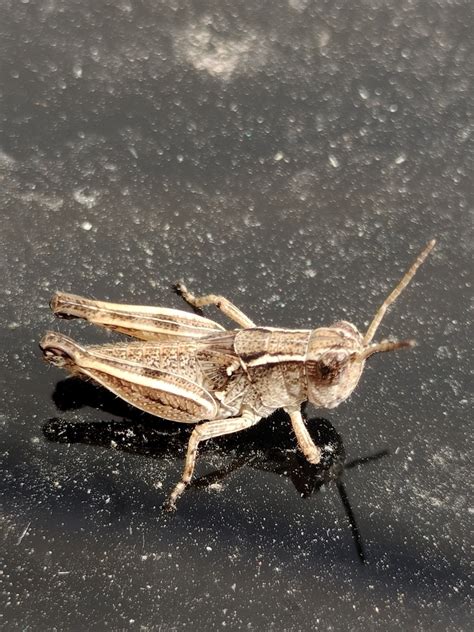 Wingless Grasshopper In December 2023 By Leah Walsh · Inaturalist