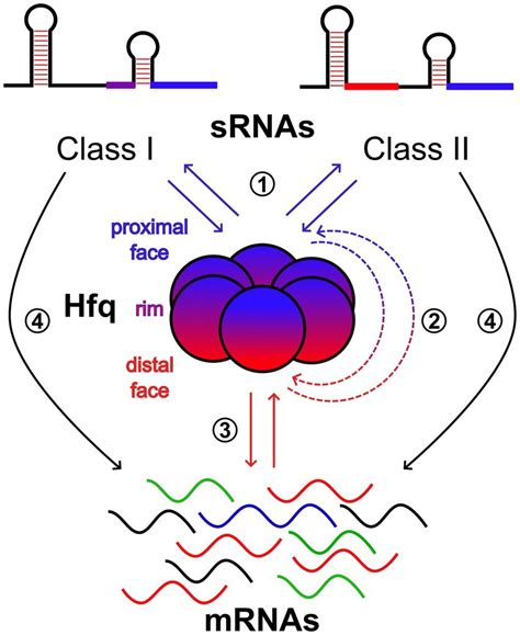 Frontiers Little Reason To Call Them Small Noncoding Rnas