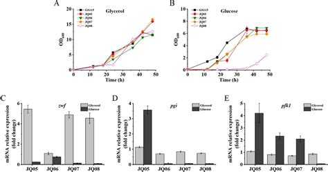Growth Profiles And Zwf Pgi And Pfk1 Expressions Of P Pastoris
