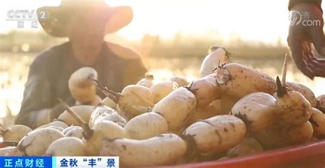 采煤沉陷区迎来新生机 河南永城万亩莲藕喜获丰收