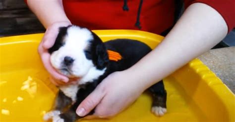Lavare Un Cucciolo Appena Arrivato A Casa Quanto Tempo Occorre