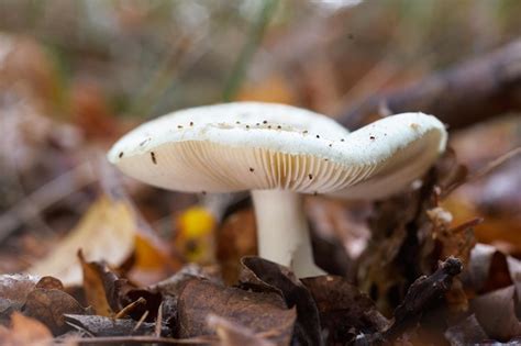 Bouchon De Lait Au Safran Champignon Lactarius Deliciosus Aka