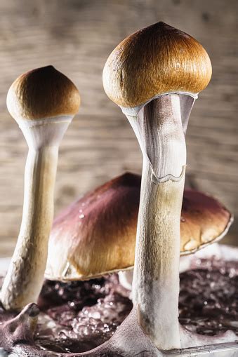 멕시코 의 마법 버섯은 Psilocybe 큐브 누구의 주요 활성 요소는 Psilocybin 및 Psilocin 멕시코