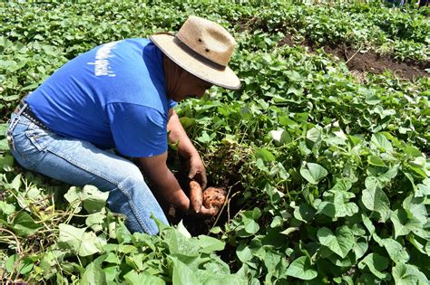 ICTA cumple 51 años de promover la ciencia y la tecnología agrícola