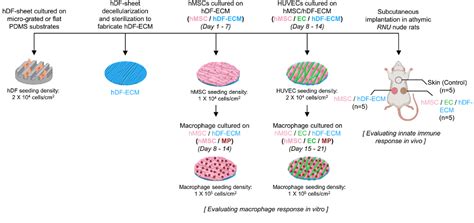 Figure 1 From Perfusability And Immunogenicity Of Implantable Pre
