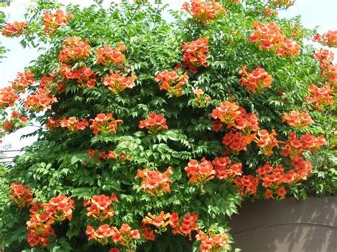 فروش پیچ اناری