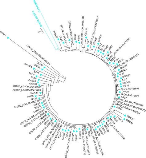 Phylogenetic Tree Of Hiv 1 Isolates From Patients In The Northwest