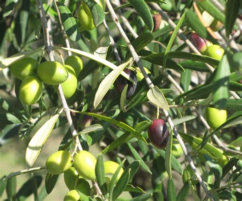 Olives Fioroni Ltd