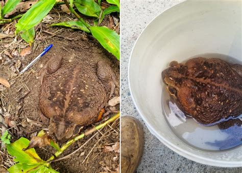Toadzilla Australian Park Rangers Discover Record Breaking Cane Toad