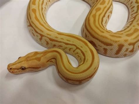 Hypo Caramel Labyrinth Burmese Python Česká Lípa