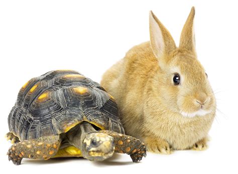 RPC Vs Messaging Which Is Faster Particular Software