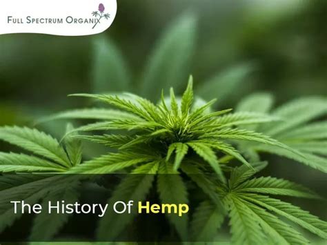 Ppt The History Of Hemp Powerpoint Presentation Free Download Id