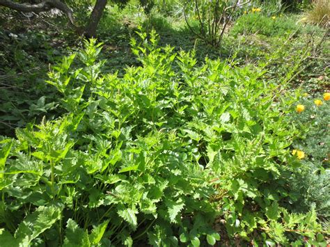 Chenopodium Californicum California Goosefoot Larner Seeds