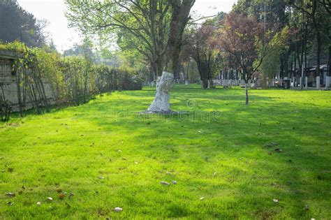 Beautiful Morning Light In Public Park With Green Grass Field Stock