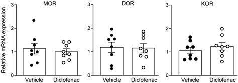 Expression Of Opioid Receptor Mrnas In Drg Mrna Levels Of Mor Dor And