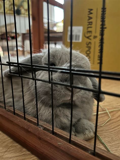 Why Is Hazlenut In Jail R Rabbits