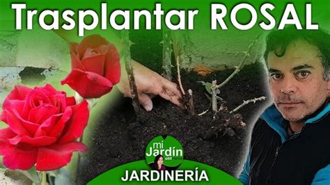 Cómo plantar y trasplantar rosales Guía completaActualizado en 2024