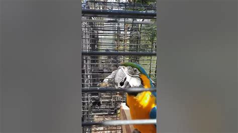 🦜Хотел за големи Папагали Развъдник ПапагалиЖако Еклектус Папагалски