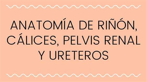 Anatomía Renal Nancy A C uDocz