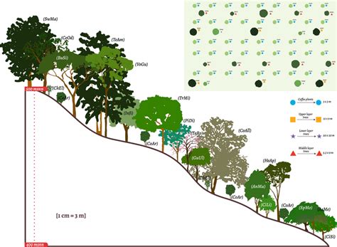 Proposed Design Of An Agroecosystem With Four Layers Acronyms Mean Download Scientific