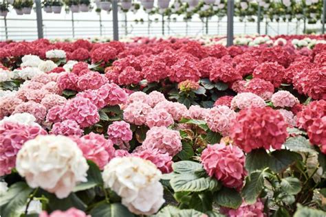 Planting Hydrangeas From Pots A Comprehensive Guide Dura Planters