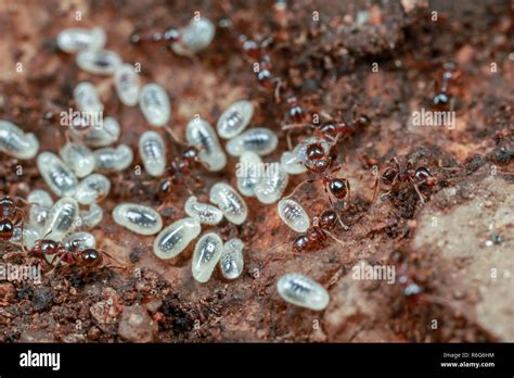 Workers Pupae And Larvae Inside A Pheidole Ant Nest In Australia Stock