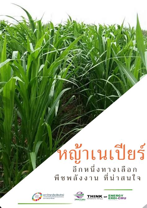 หญ้าเนเปียร์ อีกหนึ่งทางเลือก พืชพลังงาน ที่น่าสนใจ สถาบันวิจัยและ