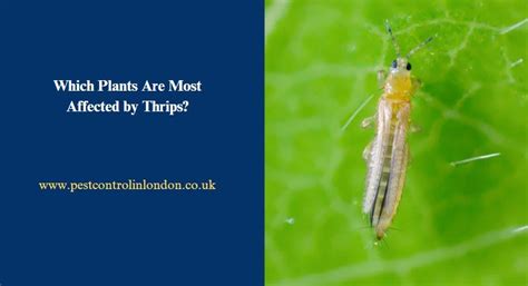 Which Plants Are Most Affected By Thrips Pest Exterminators