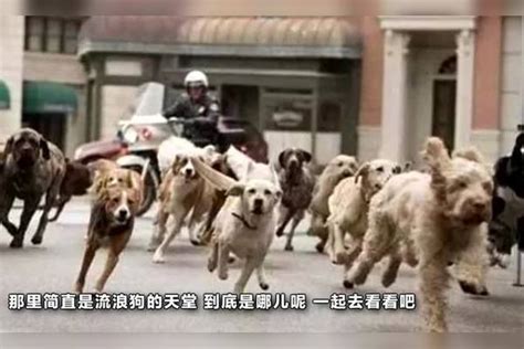 300万只流浪狗生活于此，这里堪称流浪狗的天堂流浪狗天堂生活