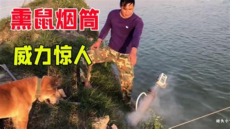 今天又带大黄来鱼塘边吃老鼠了小何的熏烟炮出马保证鼠害无处可逃 YouTube