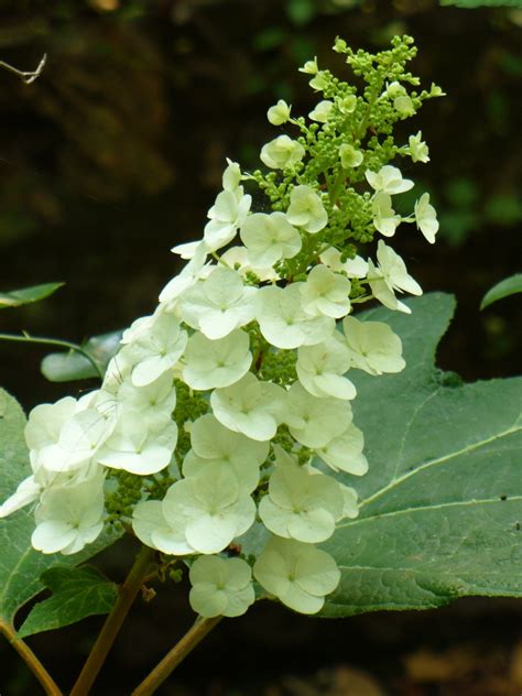 Oakleaf Hydrangea Shade Tolerant Plants Almost Eden