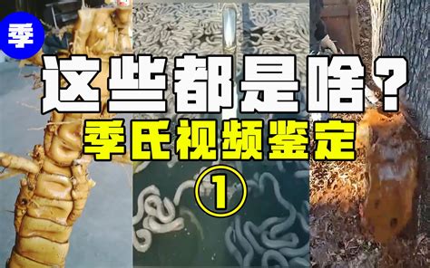 这是啥猪大肠都能造假为什么要往潜水服里灌水 季不助 季不助 哔哩哔哩视频