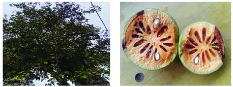 Bael fruit and tree. | Download Scientific Diagram