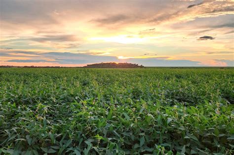 Colheita De Soja Chega A 28 7 Das Lavouras Em Mato Grosso Do Sul