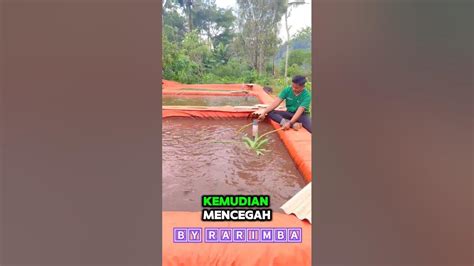 Manfaatdaunpepaya Usa Kolamikan Reels Budidayalelepemula Ikan