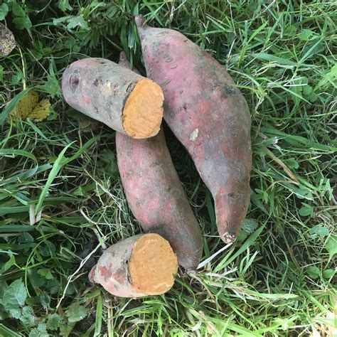 Patate Douce 1kg