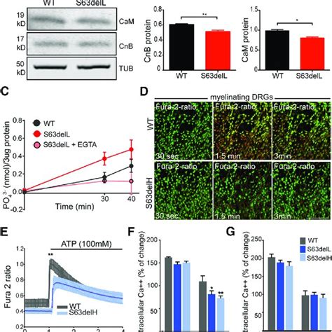 Ablation Of Cnb In S63del Schwann Cells In P10 Sciatic Nerves A Em Of