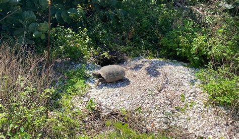 Gopher Tortoise Population Still Recovering From Hurricane Ian Sanibel Captiva Conservation