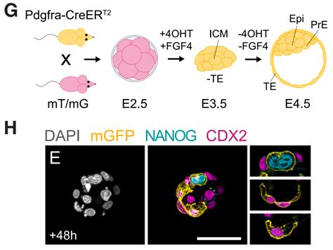 Cell Ips