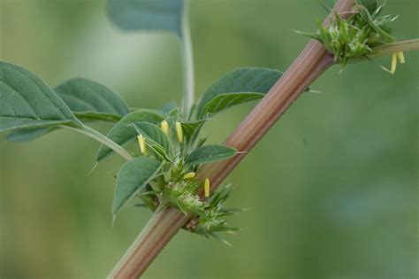 Amaranthus Palmeri Palmers Amaranth Go Botany